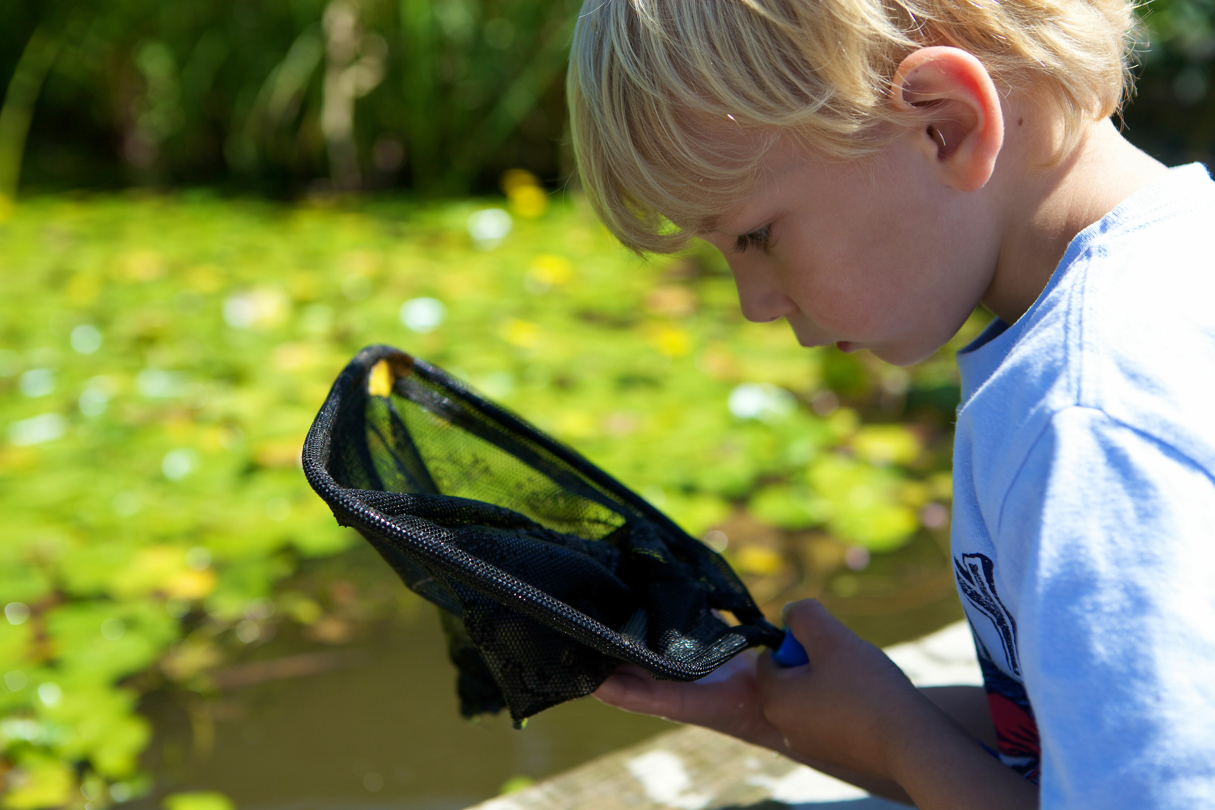 Discover life in a pond — Generation Wild